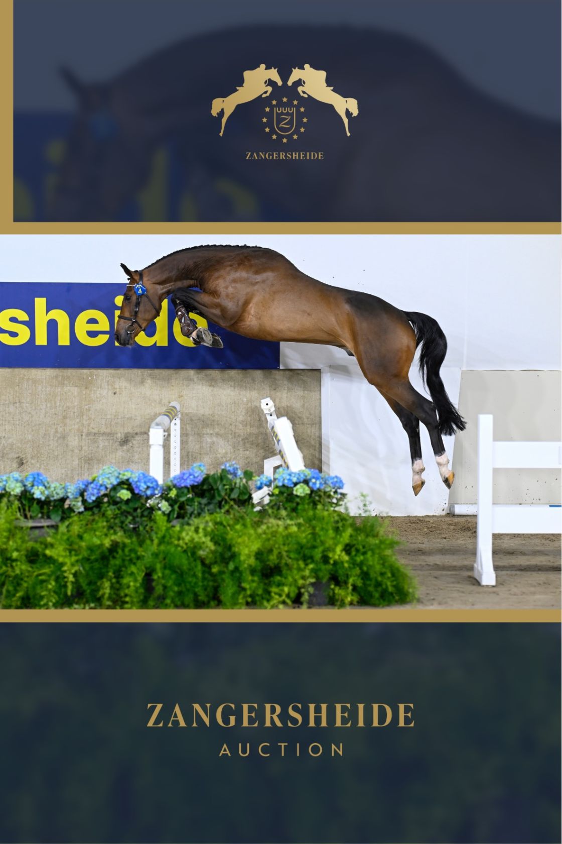 VULKANO - | Zangersheide.Auction