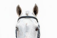 CARIBIS Z - Our blue-eyed phenomenon! | Studfarm Zangersheide