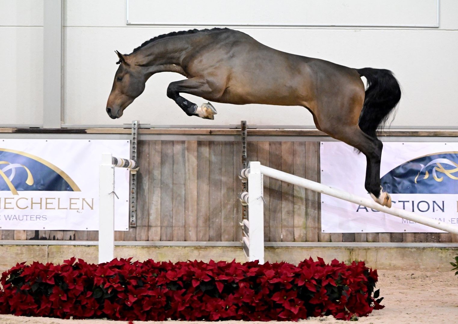 DOURKHAN HERO Z - New standards in modern sport and breeding ...