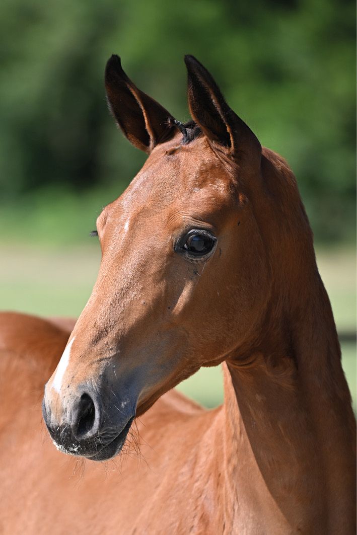 CHACCO'S USHI Z - Daughter of 1m60 jumping STERREHOF'S USHI ...