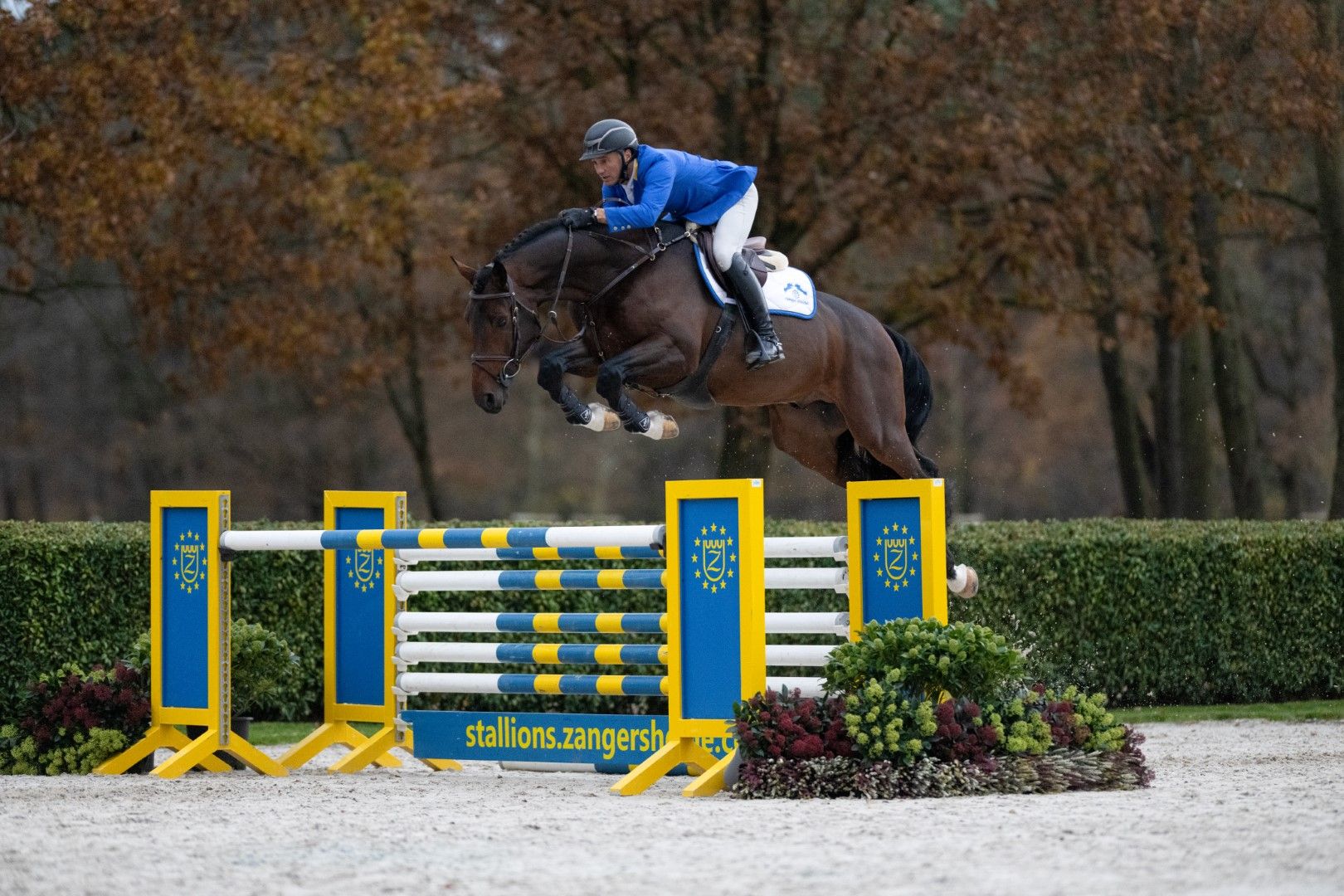 DJANGO Z - A rising star in motion! | Studfarm Zangersheide
