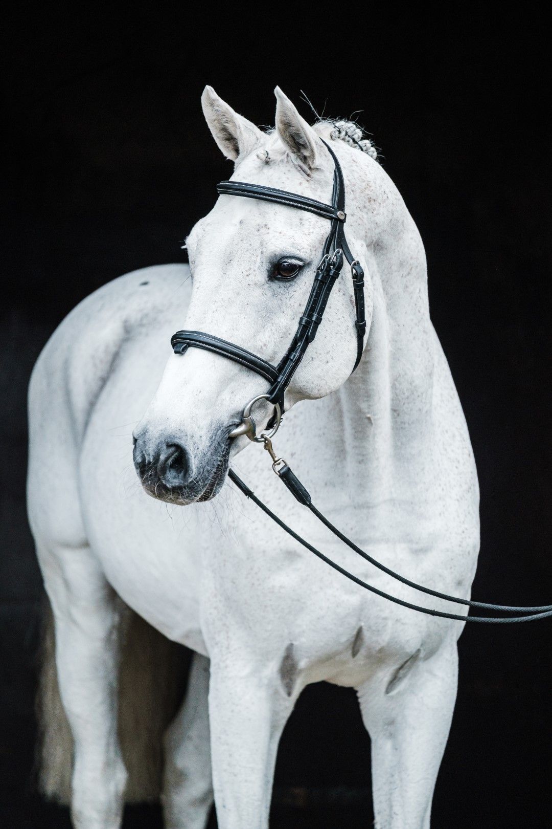 CONTAGIO Z - From Grand Prix glory to a generation of winners ...