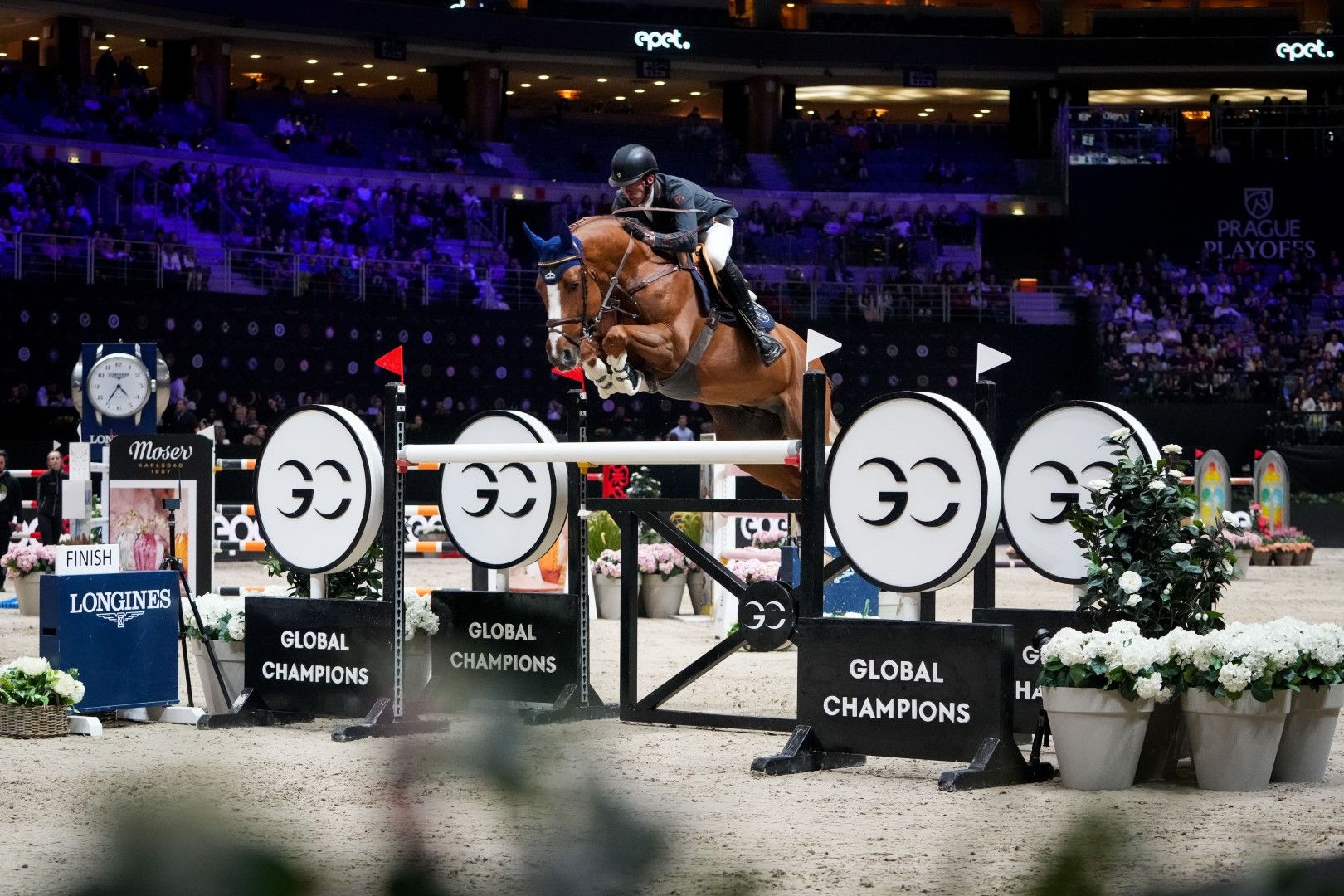 DARRY LOU Z - The king of Spruce Meadows! | Studfarm Zangersheide