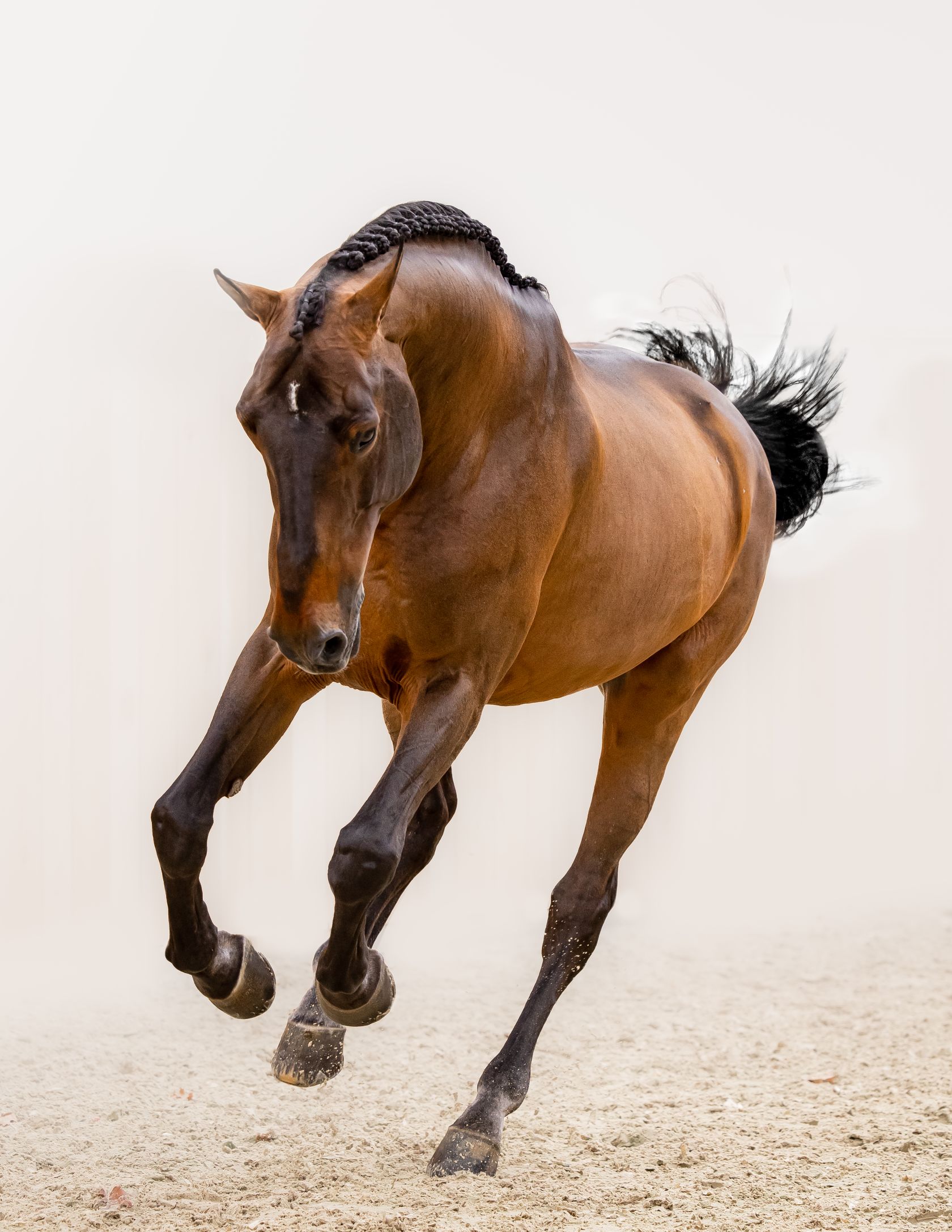 JENSON VAN 'T MEULENHOF Z - His legacy calls for a drumroll! | Studfarm ...