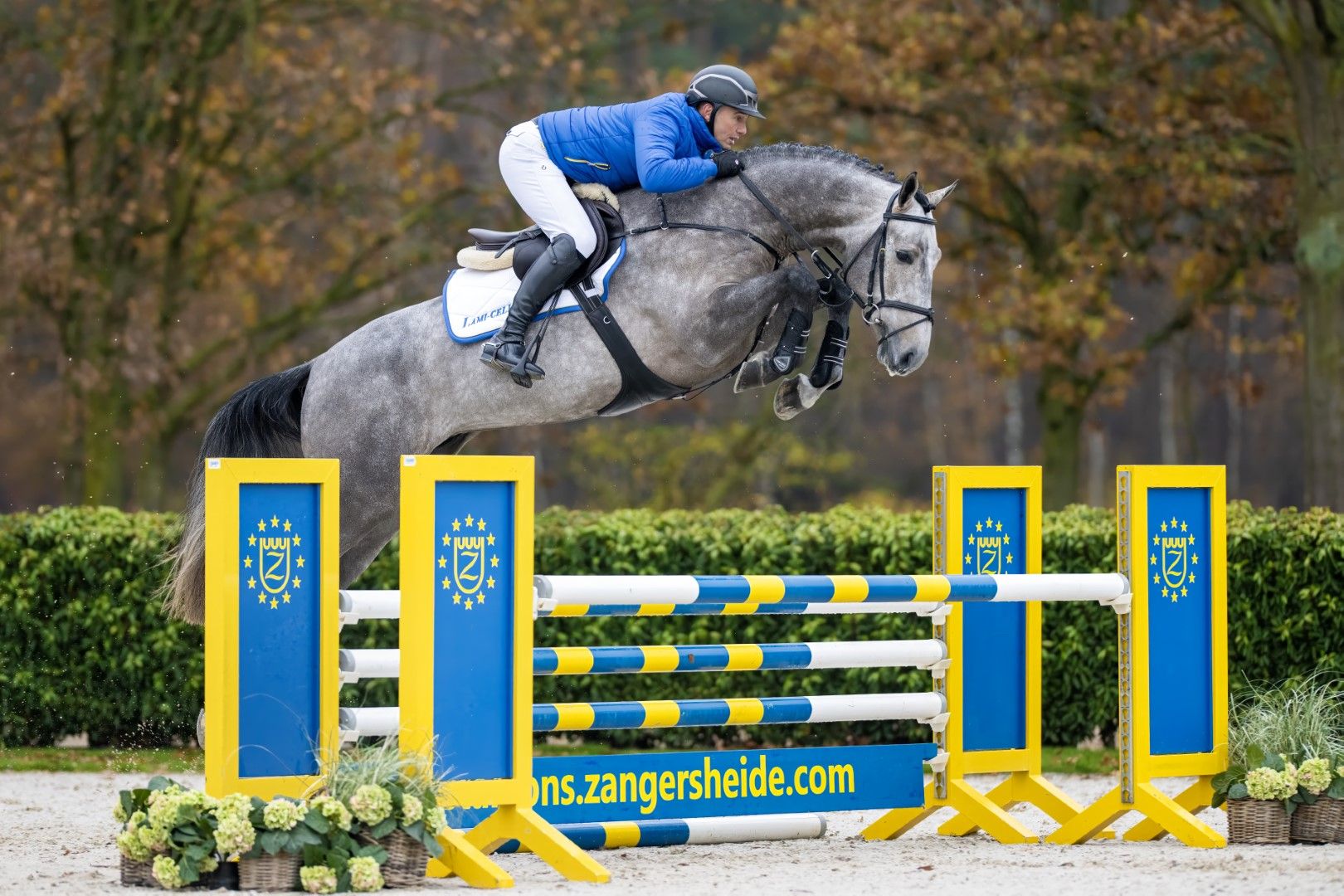 TOÈMME DE REGOR Z - All components for success! | Studfarm Zangersheide