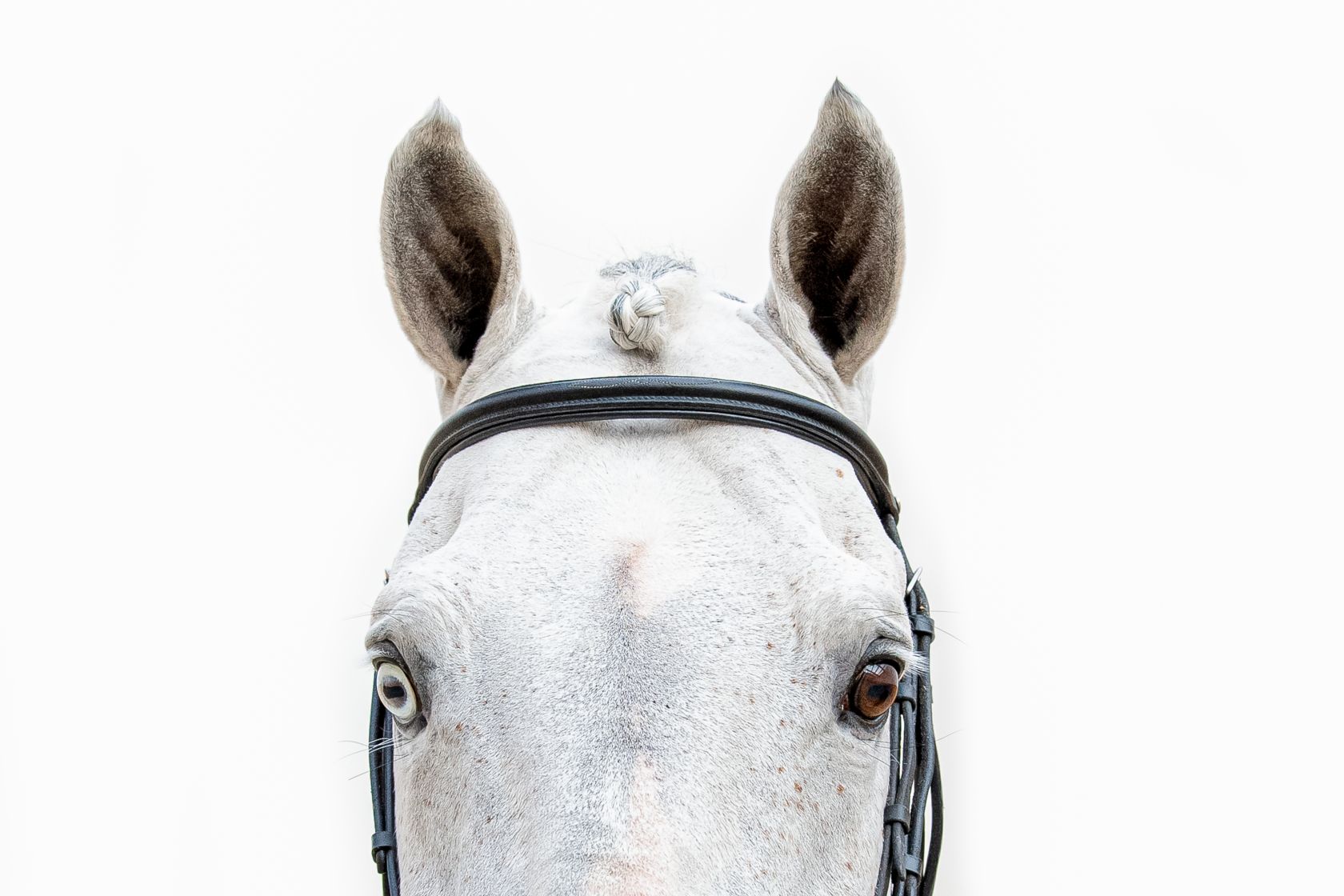 CARIBIS Z - Our blue-eyed phenomenon! | Studfarm Zangersheide