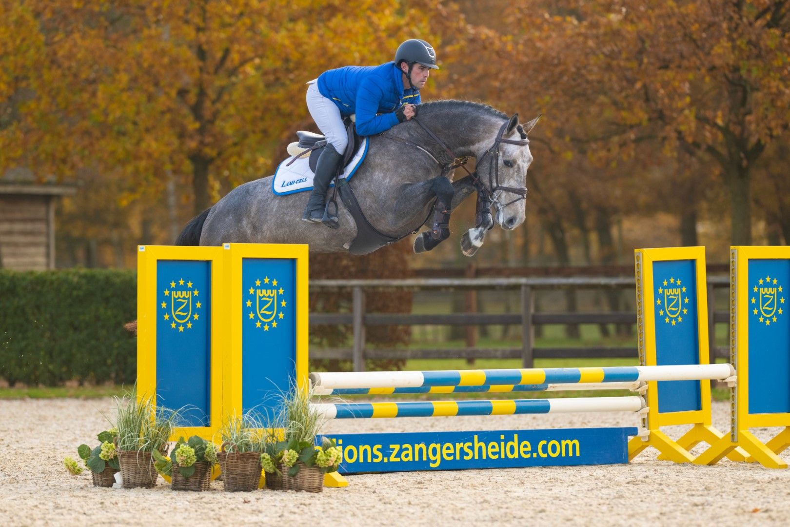TOÈMME DE REGOR Z - BY THE BOOK! | Studfarm Zangersheide